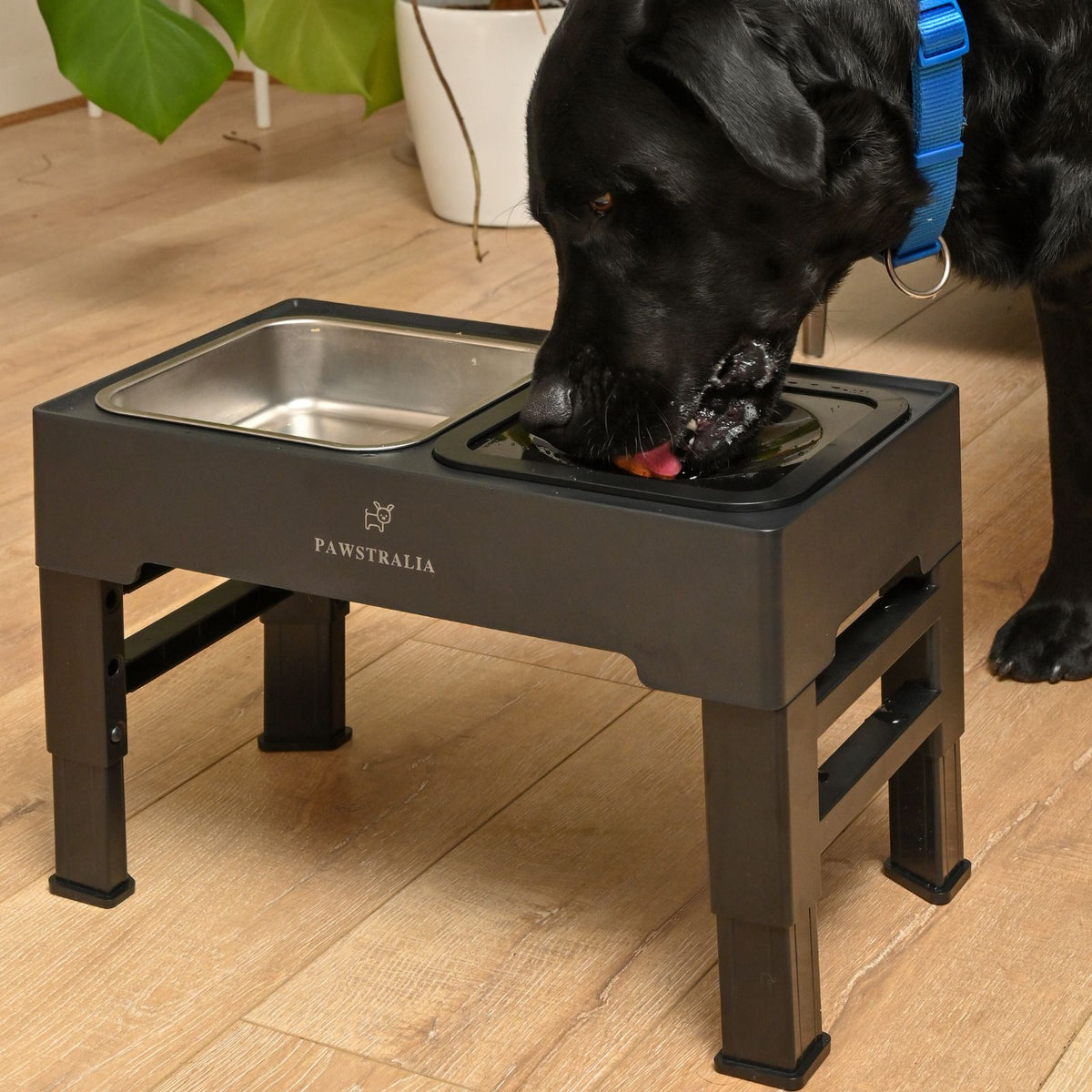 Elevated Pet Bowls : Raised Splash free dog bowl and slow feeder Bowl ...